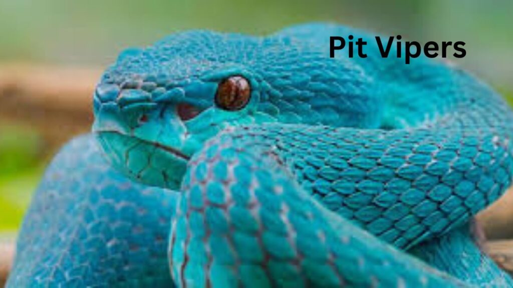 Some of Nature's Most Venomous Creatures: Pit Vipers